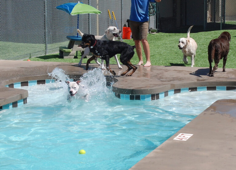 Dog Swimming Pool in Southern California - Dioji
